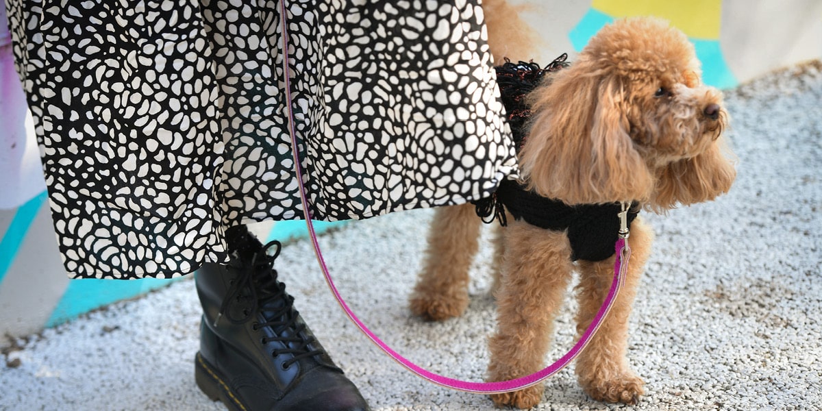 Collar or harness: which is better for our 4 -legged friends?