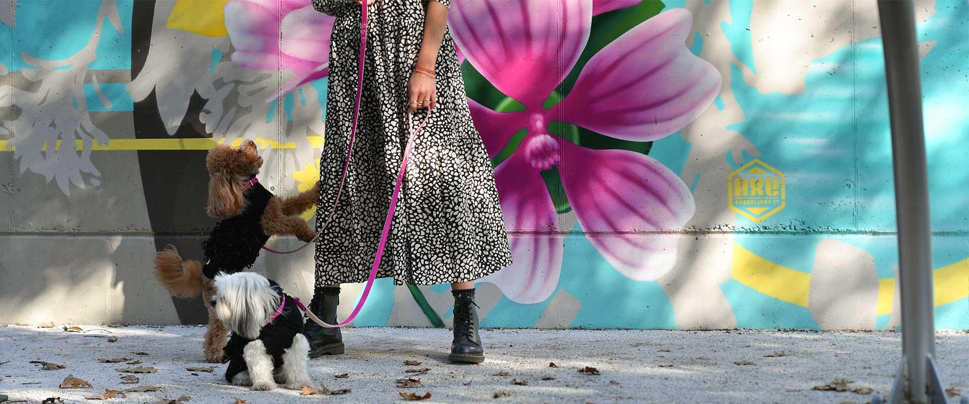 Collar or harness: which is better for our 4 -legged friends?